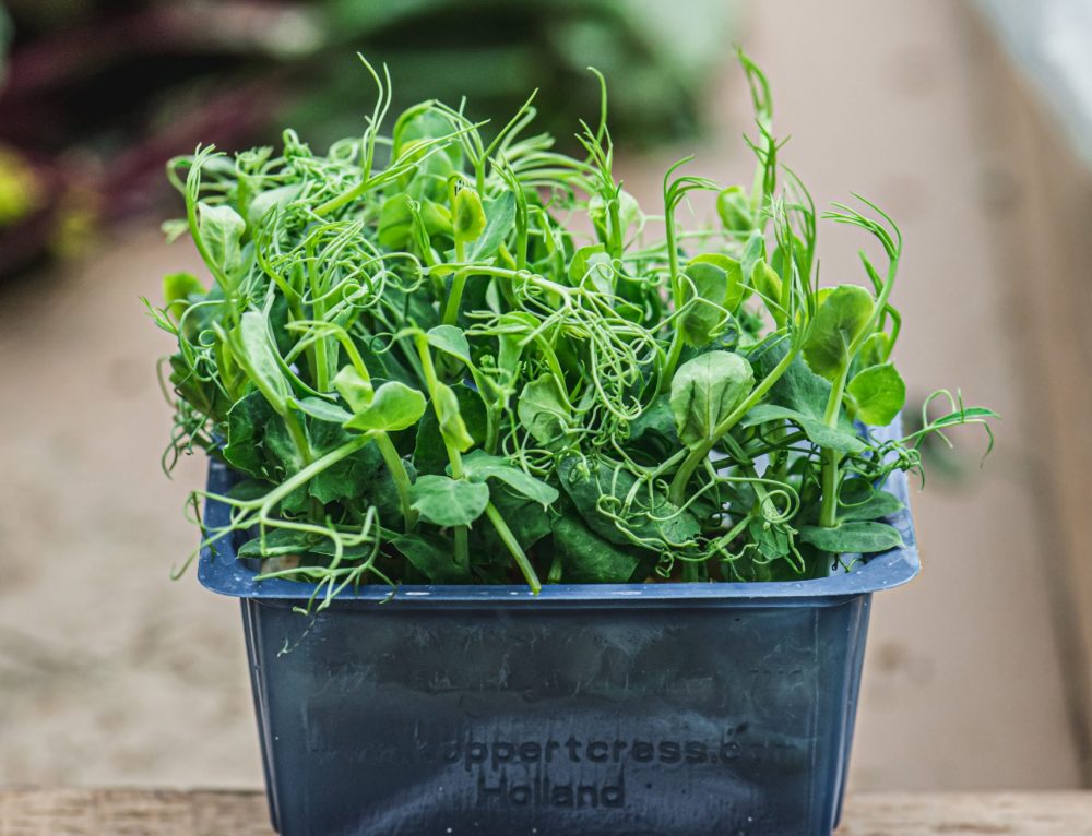 Vene cress - FreshFrooters.gr