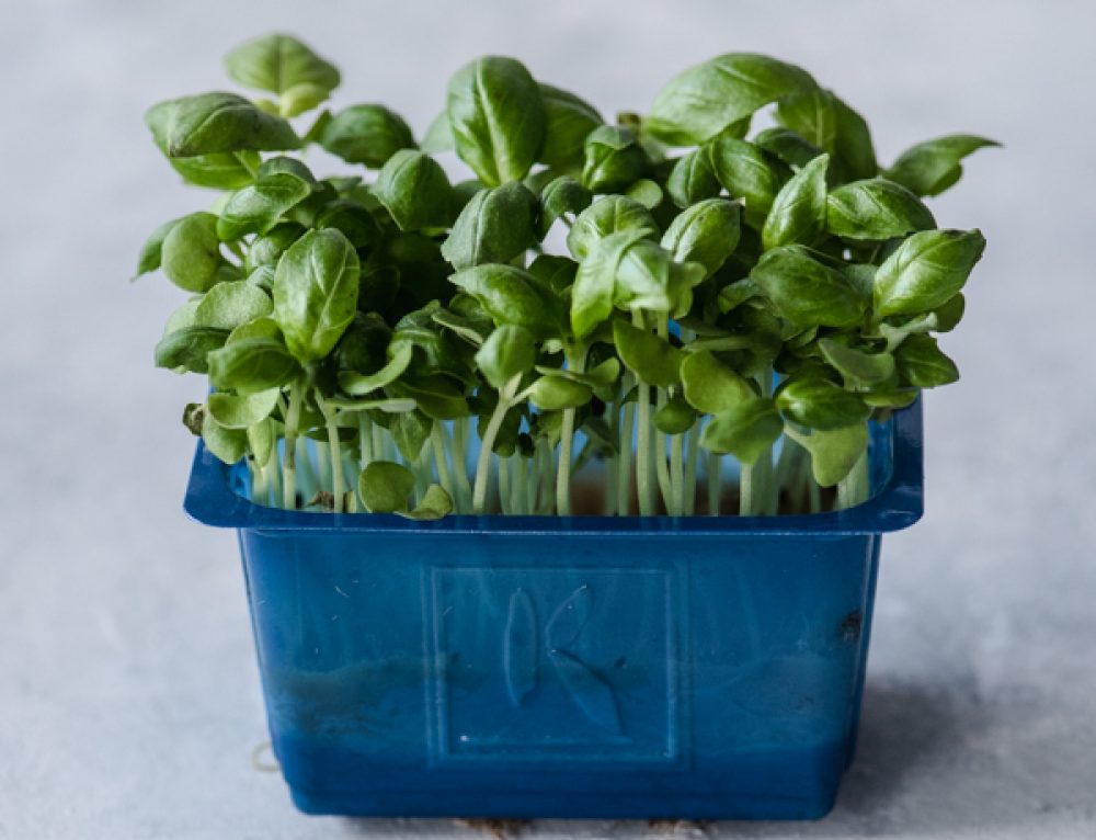 Vene cress - FreshFrooters.gr