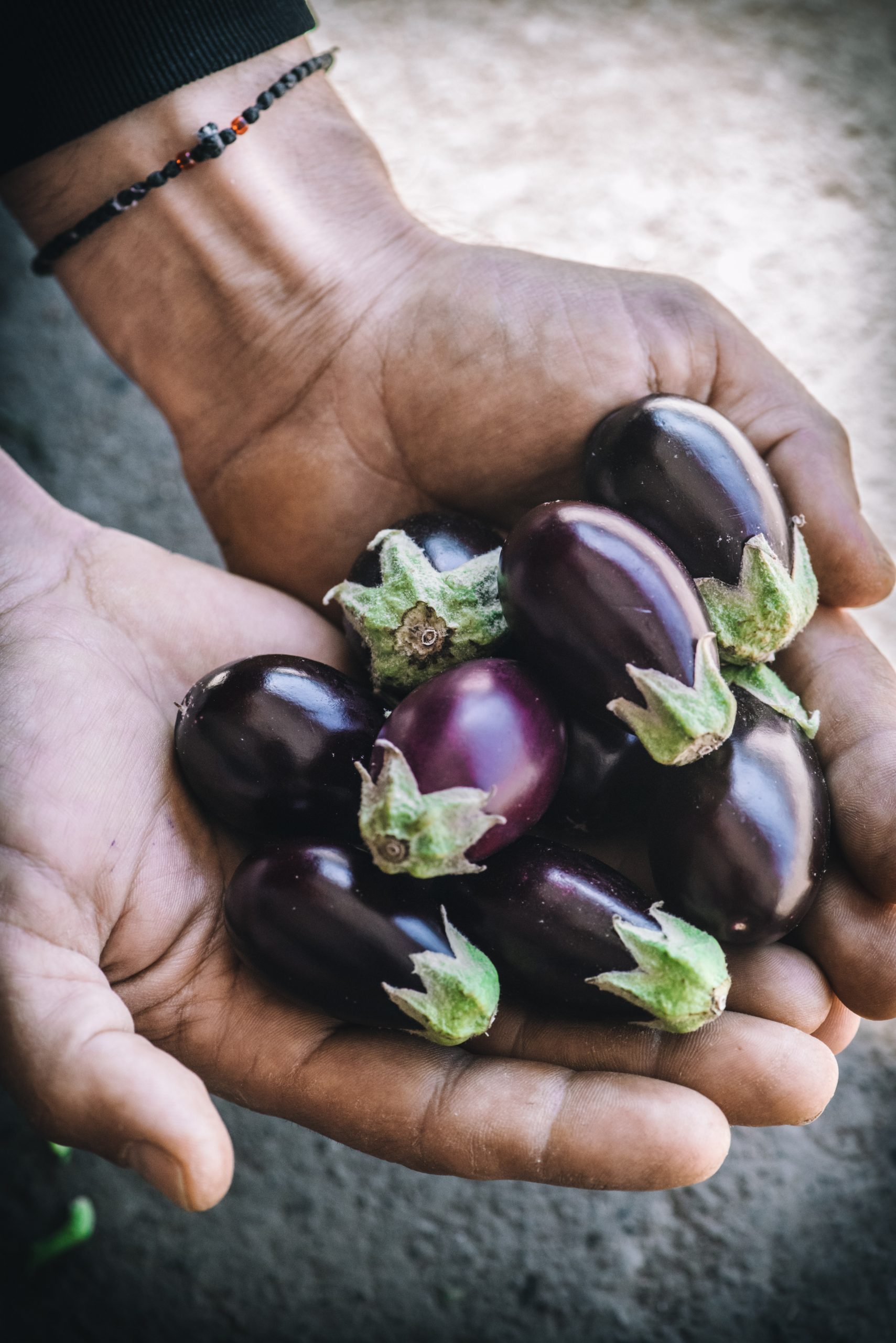 Eggplant (Solanum melongena) baby - FreshFrooters.gr