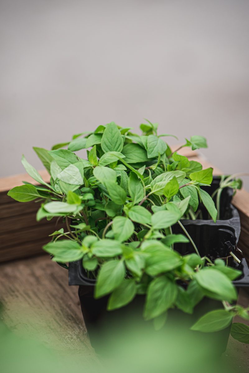 Limon cress - FreshFrooters.gr