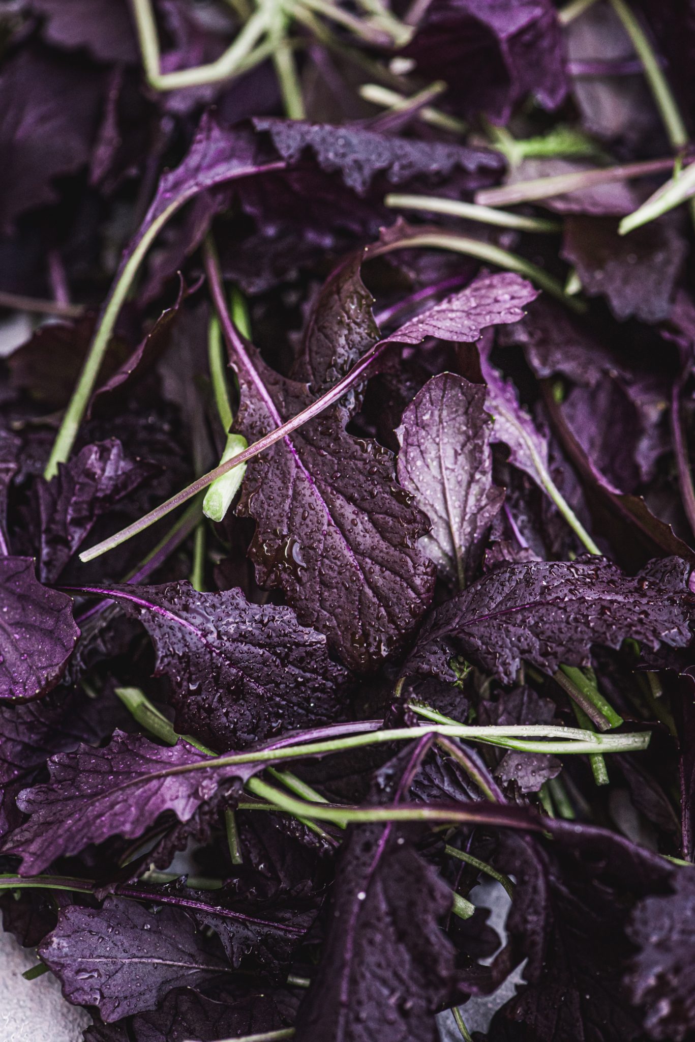 Red mustard baby Φύλλα κόκκινης μουστάρδας στην Ζάκυνθο