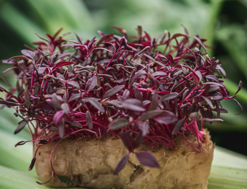 Vene cress - FreshFrooters.gr