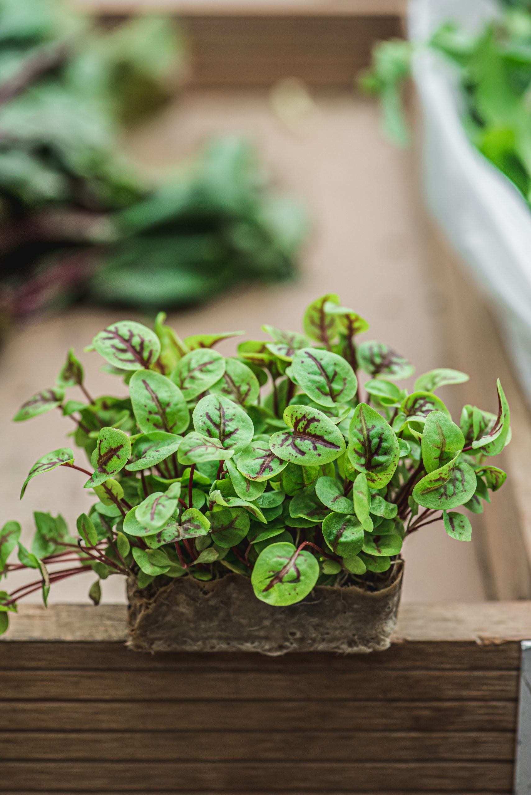 Vene Cress Χονδρική - Λιανική στην Ζάκυνθο από την Fresh Frooters