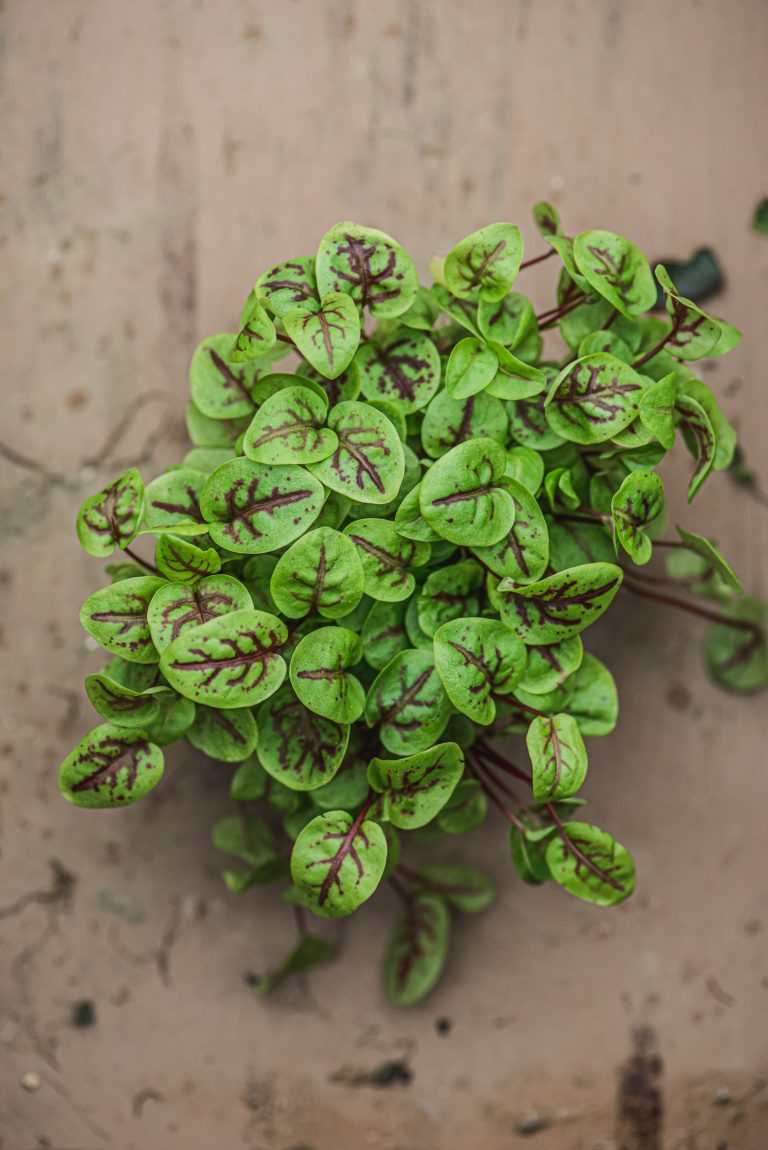 Vene cress - FreshFrooters.gr