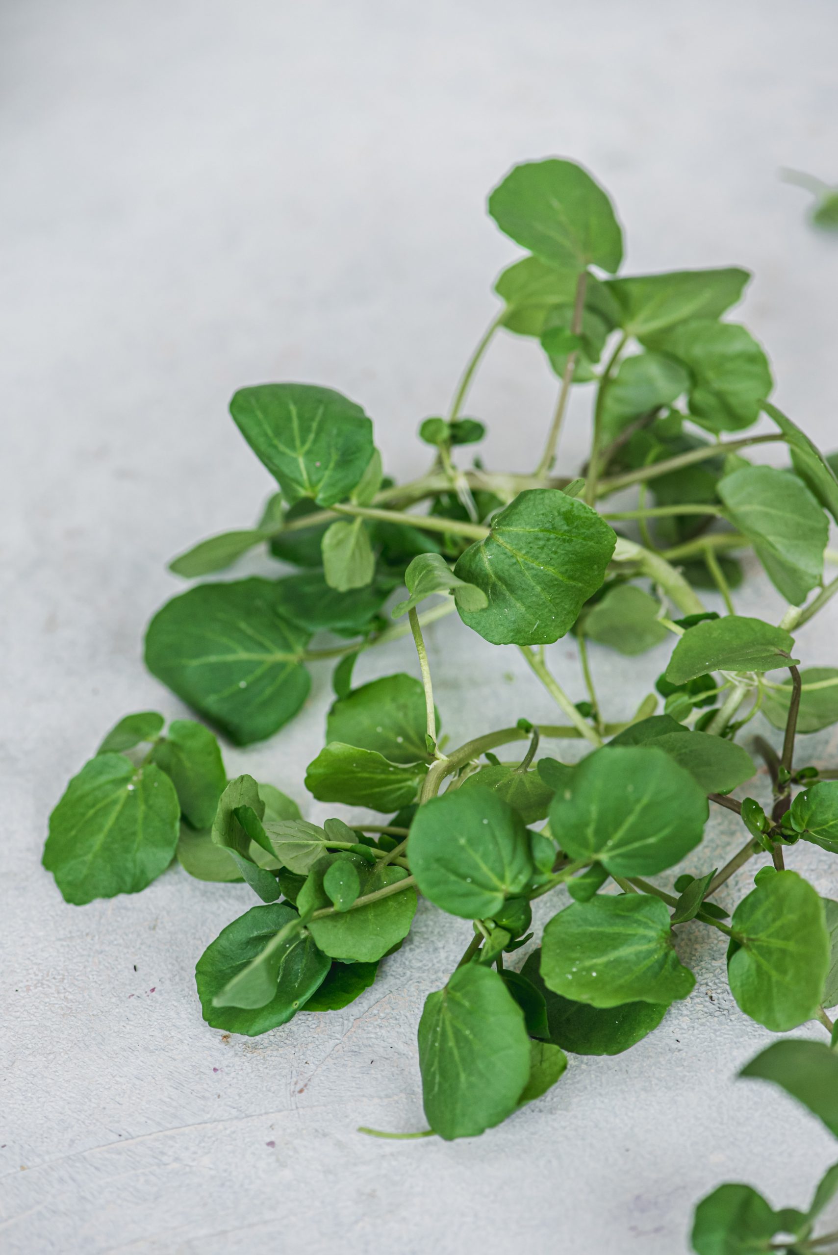 Νεροκάρδαμο Watercress Χονδρική - Λιανική στην Ζάκυνθο